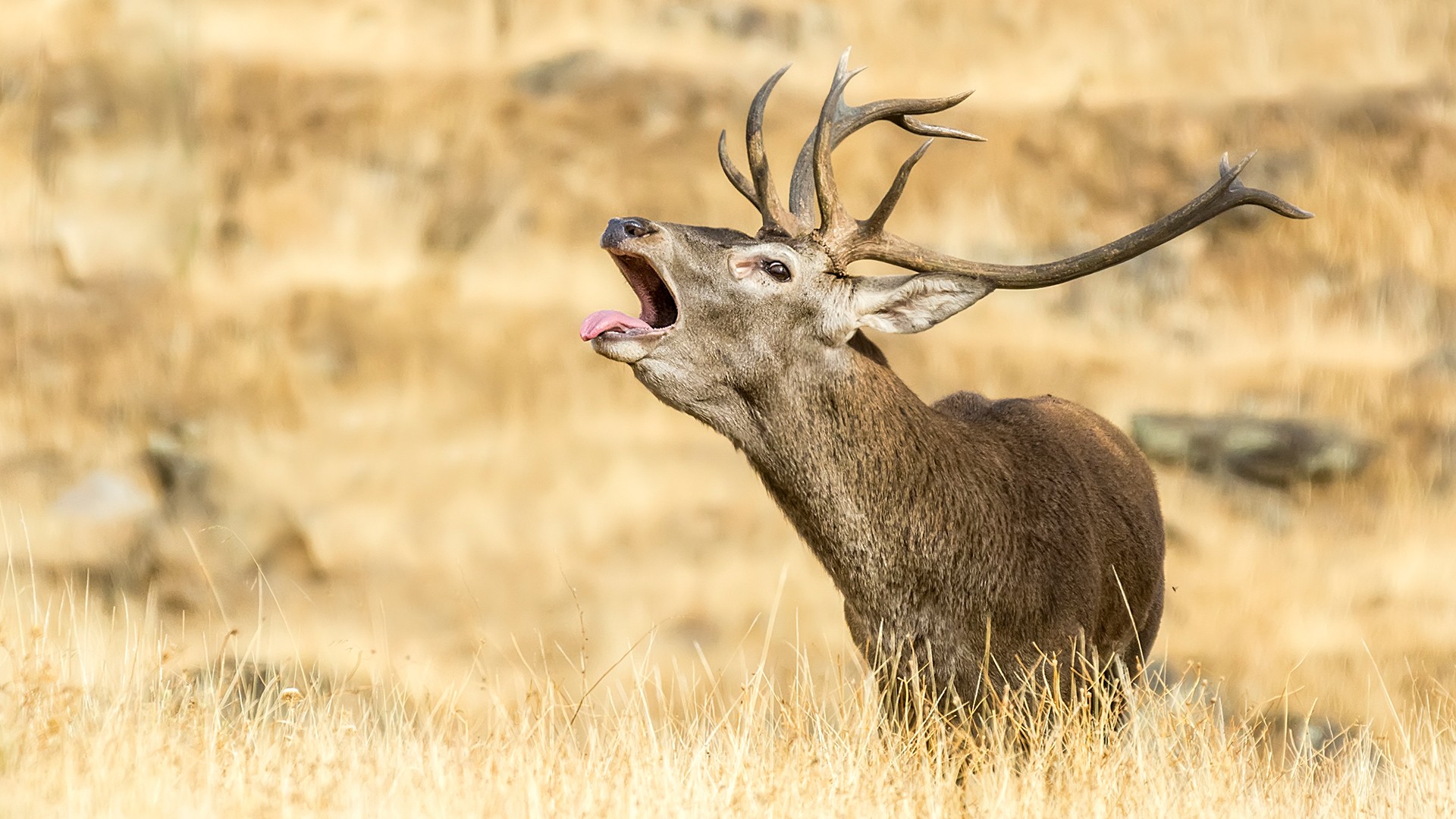 Ezeket végezzük el vetés előtt, hogy megelőzzük a vadkárt